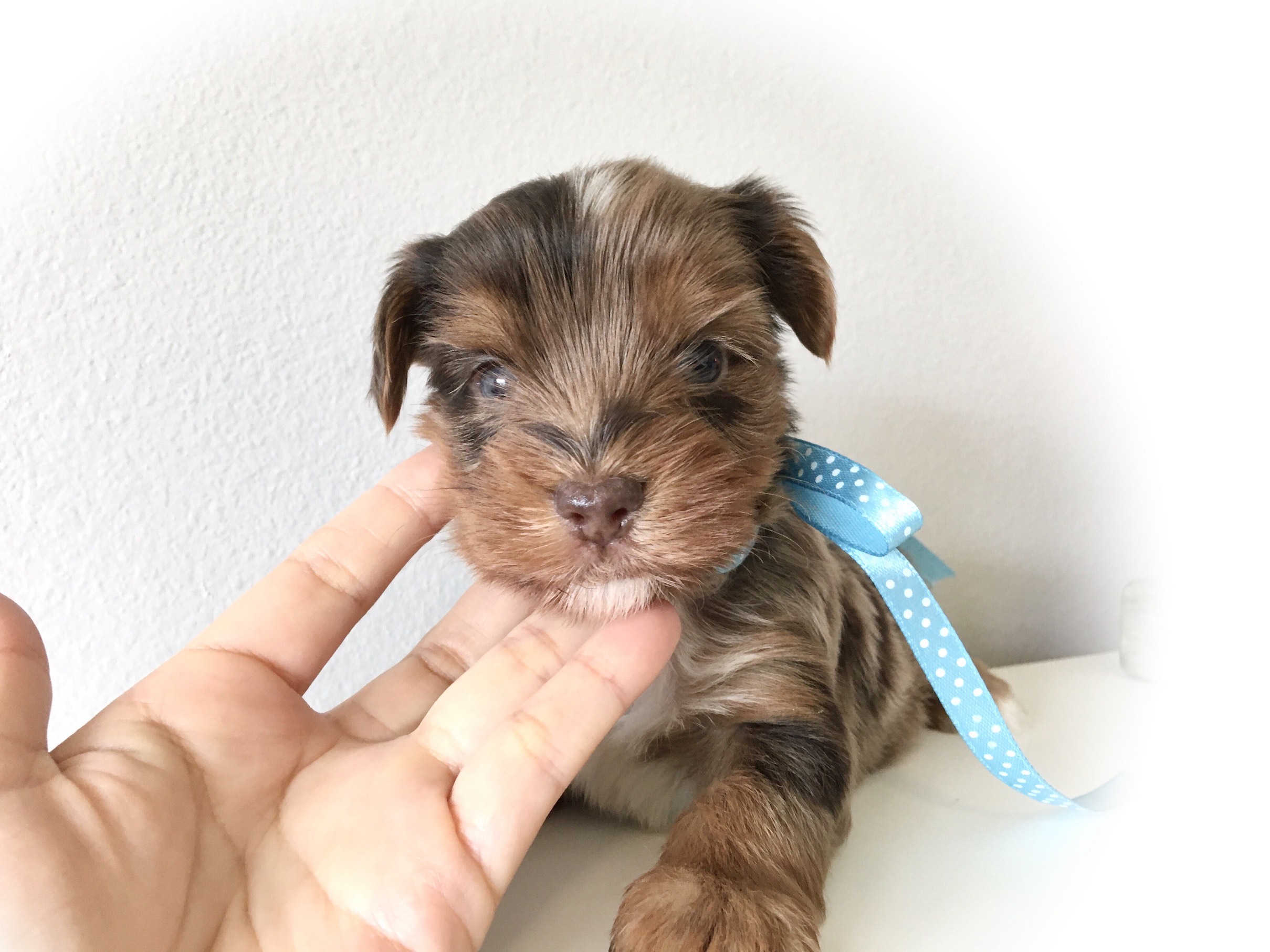 Yorkie Puppies – My Posh Puppies